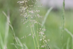 Eng rapgræs - Bayer Crop Science Danmark