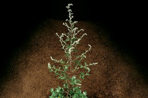 Bynke, grå - Bayer Crop Science Danmark