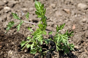 Bynke, grå - Bayer Crop Science Danmark