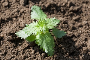 Liden nælde - Bayer Crop Science Danmark