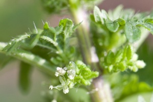 Liden nælde - Bayer Crop Science Danmark