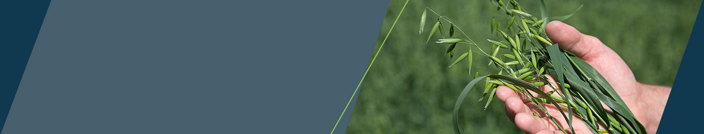 Proline EC 250 - stærkt middel mod svampe i korn - Bayer Crop Science ...