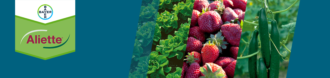 Aliette er et systemisk fungicid til planter - Bayer Crop Science Danmark