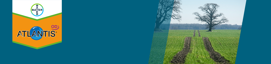 Atlantis OD er et stærkt middel mod græsukrudt i landbruget - Bayer ...