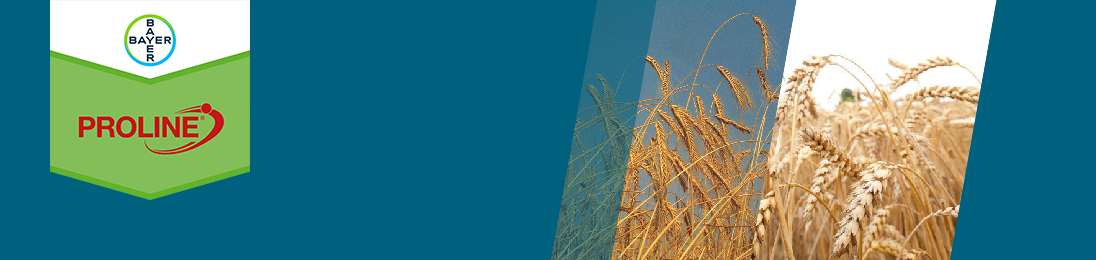 Proline - stærkt middel mod svampe i korn - Bayer Crop Science Danmark