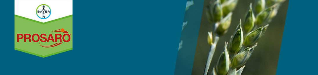 Prosaro - målrettet bekæmpelse af svampe i korn og raps - Bayer Crop ...