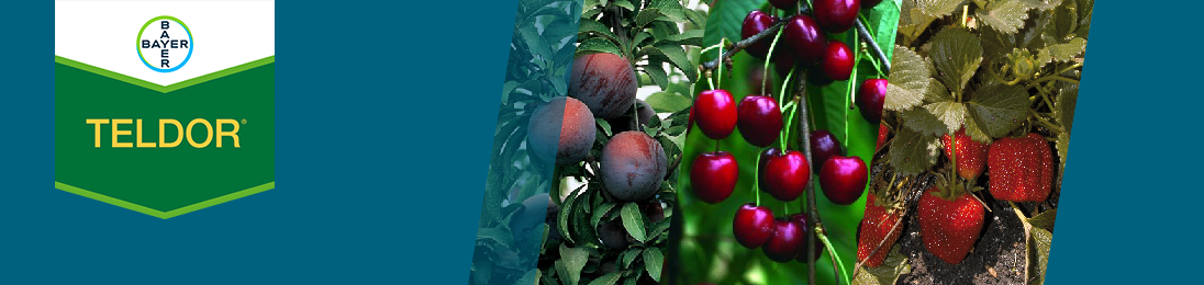 Teldor WG 50 - effektivt middel mod gråskimmel og gul monilia - Bayer ...